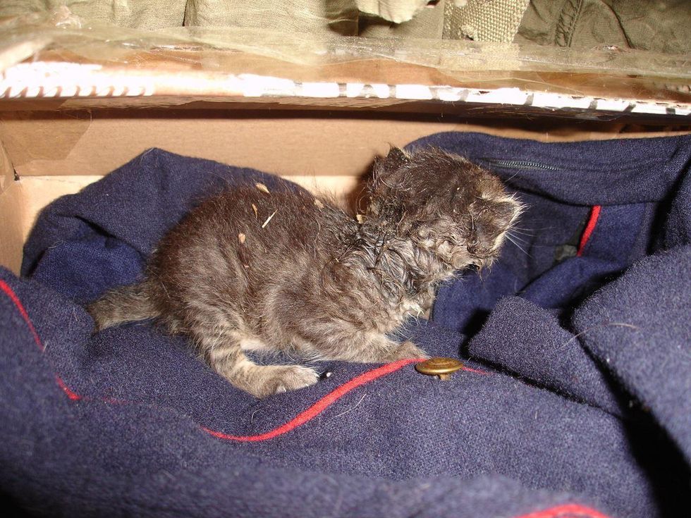 Woman Saves Half Frozen Kitten and Brings Her Back to Life, What a ...