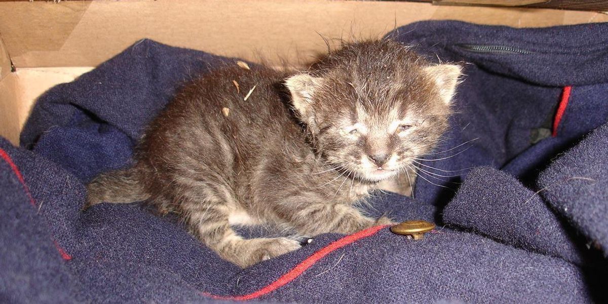 Woman Saves Half Frozen Kitten and Brings Her Back to Life, What a ...