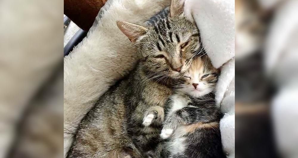 Stray Cat Mom Brings Her Single Kitten to Man Who Saved Her Life ...