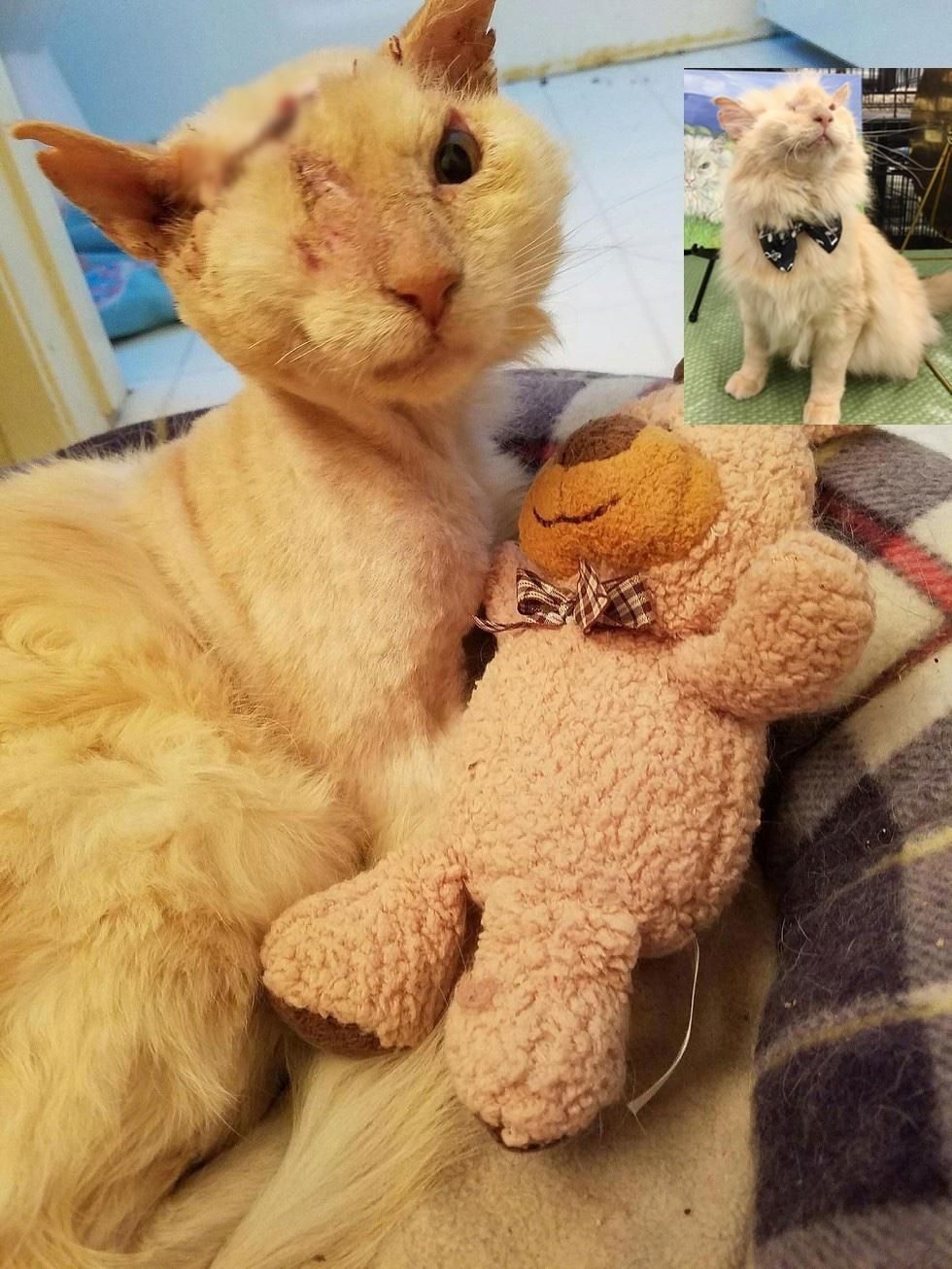 His Friendliness Almost Cost Him His Life, But This Cat Continues to ...