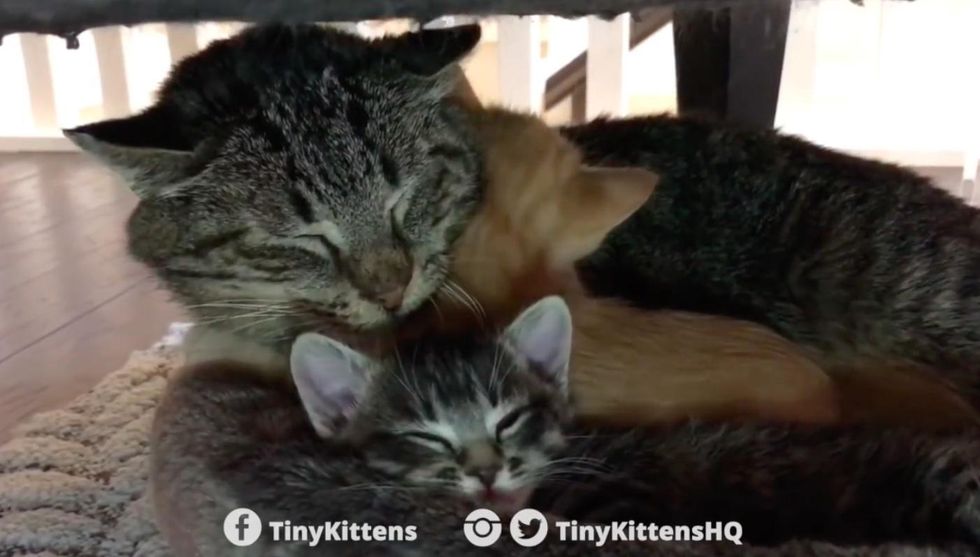 Fierce Feral Cat Meets Foster Kittens and Something Remarkable Happens ...