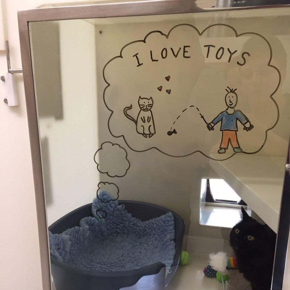 Shelter Illustrates Thoughts for Cats to Help Them Find Their Forever ...