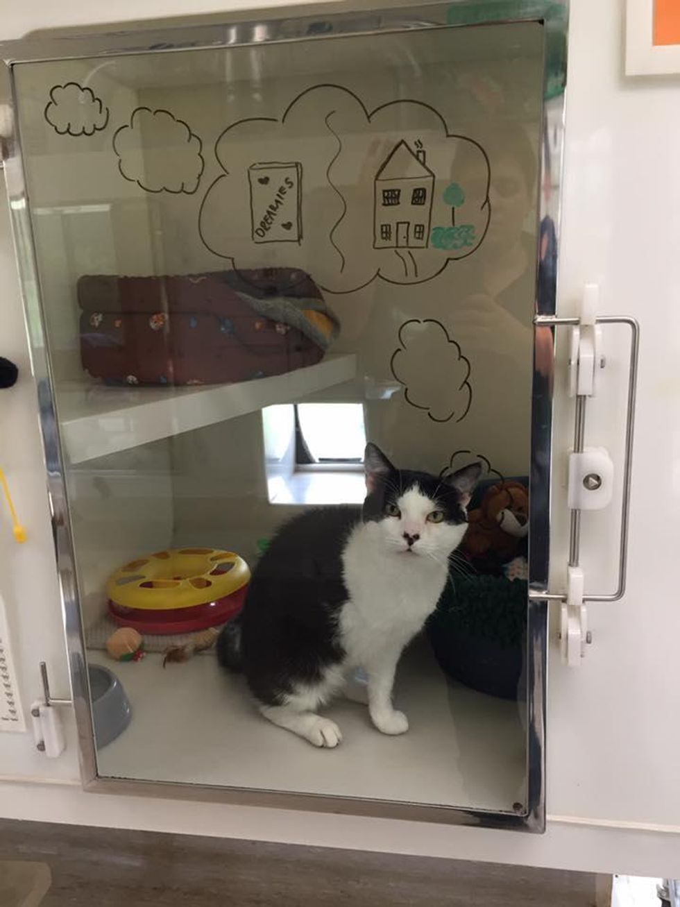 Shelter Illustrates Thoughts for Cats to Help Them Find Their Forever ...