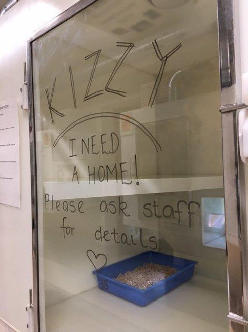 Shelter Illustrates Thoughts for Cats to Help Them Find Their Forever ...
