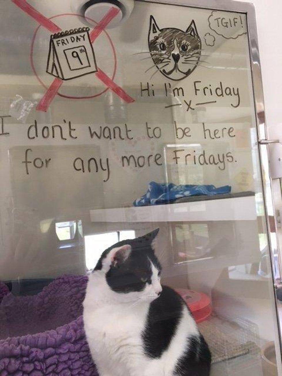 Shelter Illustrates Thoughts for Cats to Help Them Find Their Forever ...