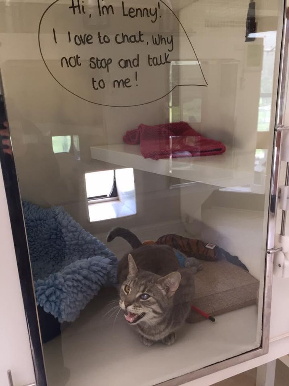 Shelter Illustrates Thoughts for Cats to Help Them Find Their Forever ...