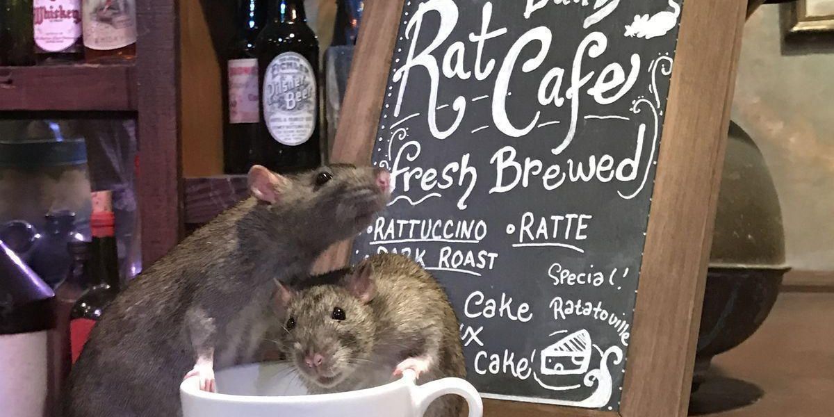 Yes, There's Really a Rat Cafe in SF + More (Less Strange) News This ...