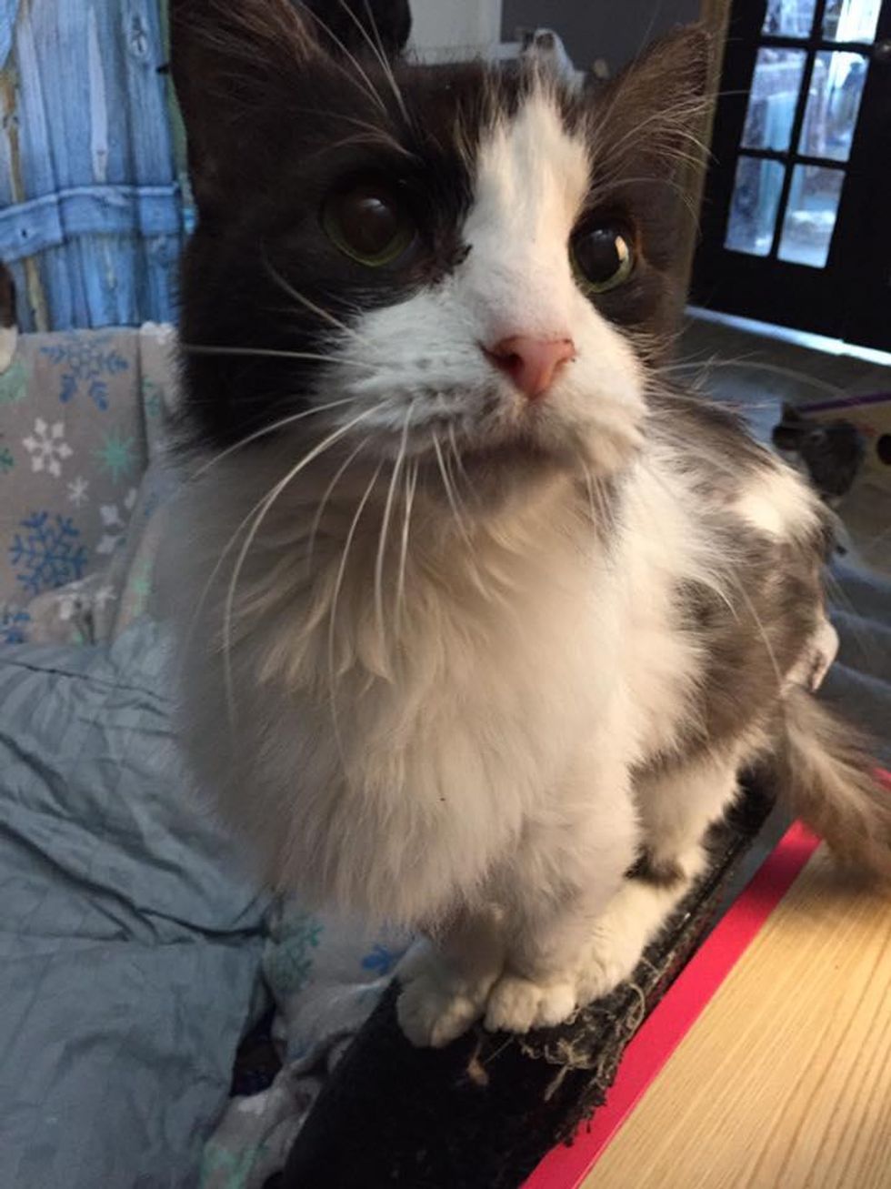 15 Year Old Rescue Cat is So Happy to Have New Home He Thanks in ...