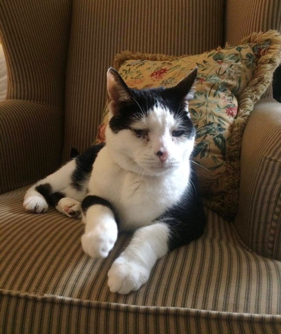 Adopted at 19, Cat Becomes Most Special Prom Date to His Forever Human ...