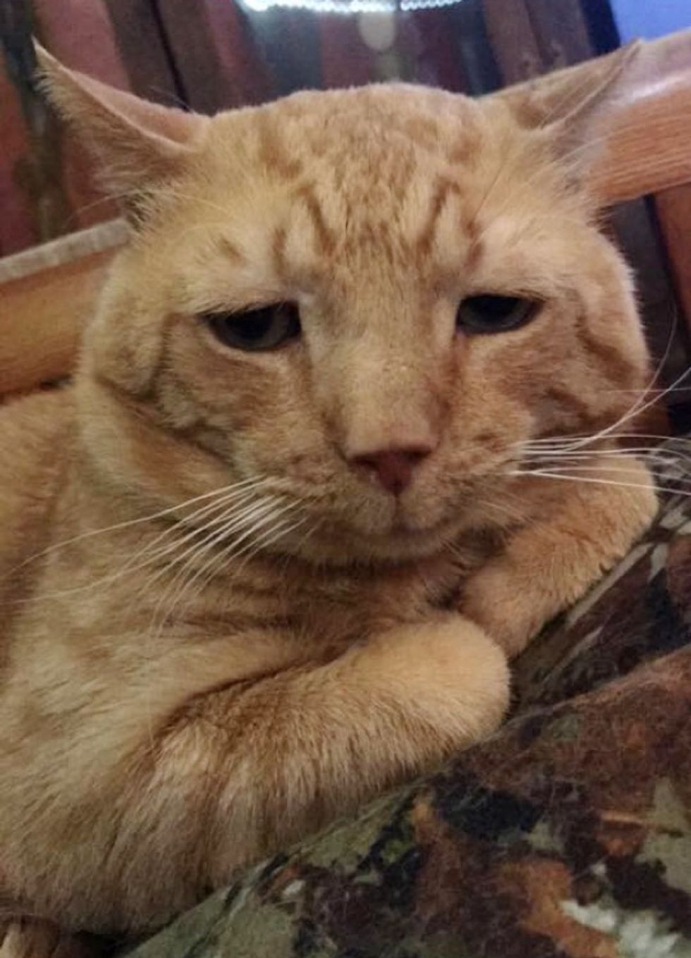 "Saddest Cat" Finds His Smile After Nine Months of Waiting for His ...