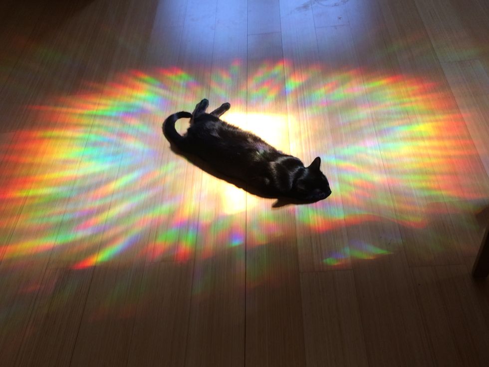 These 10+ Cats Catch Rainbows Through Sunbeams... - Love Meow
