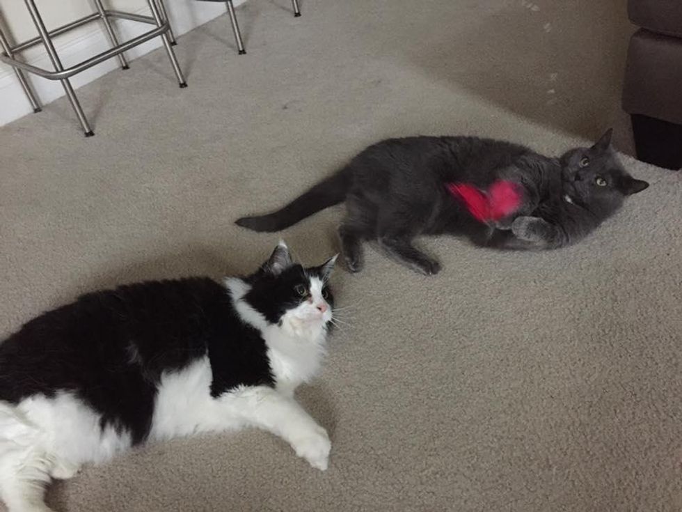 Senior Cat Keeps Pawing at Window in Shelter Until Someone Takes Her ...