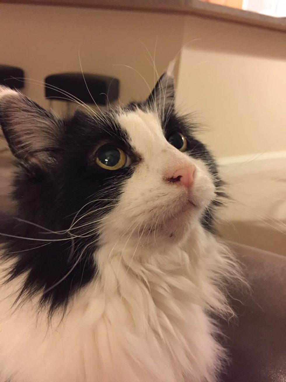 Senior Cat Keeps Pawing at Window in Shelter Until Someone Takes Her ...