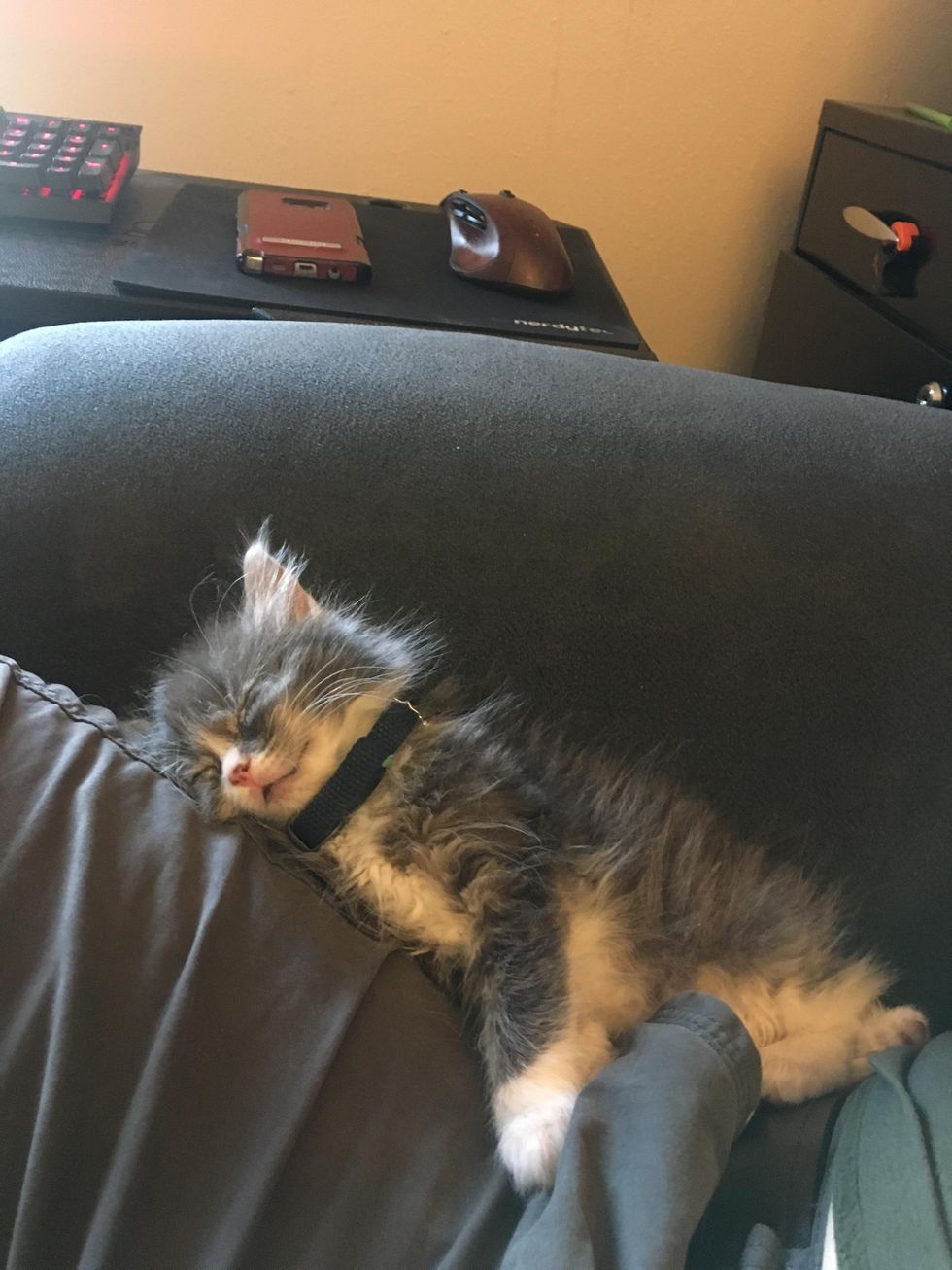 Kitten Cuddles Man Who Never Had a Cat and Makes Him His Forever Human ...