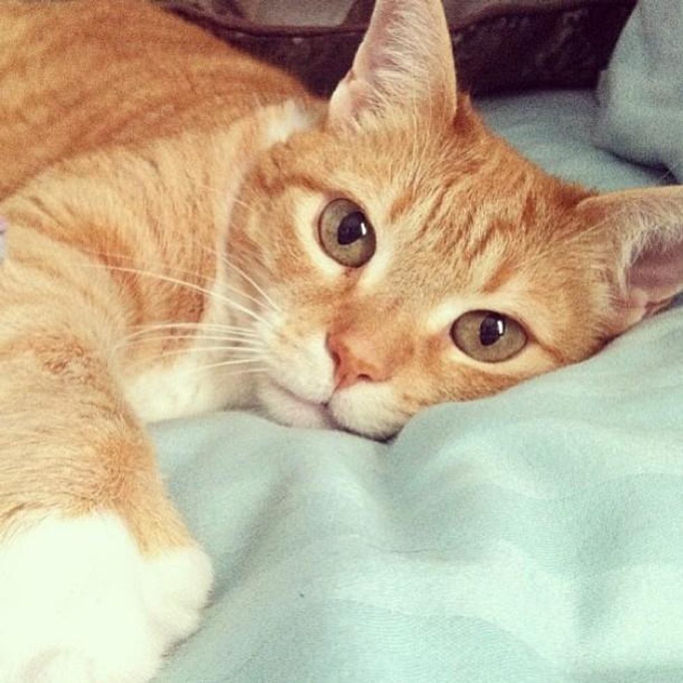 Family Gives Their Cat a Surprise Quinceañera to Celebrate Her 15th ...