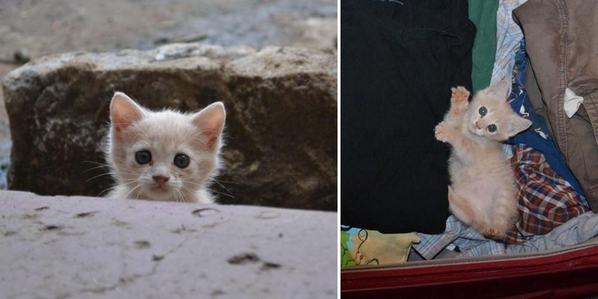 Stray Kitten Follows Man Home and Decides to Stay, Now Four Years Later ...