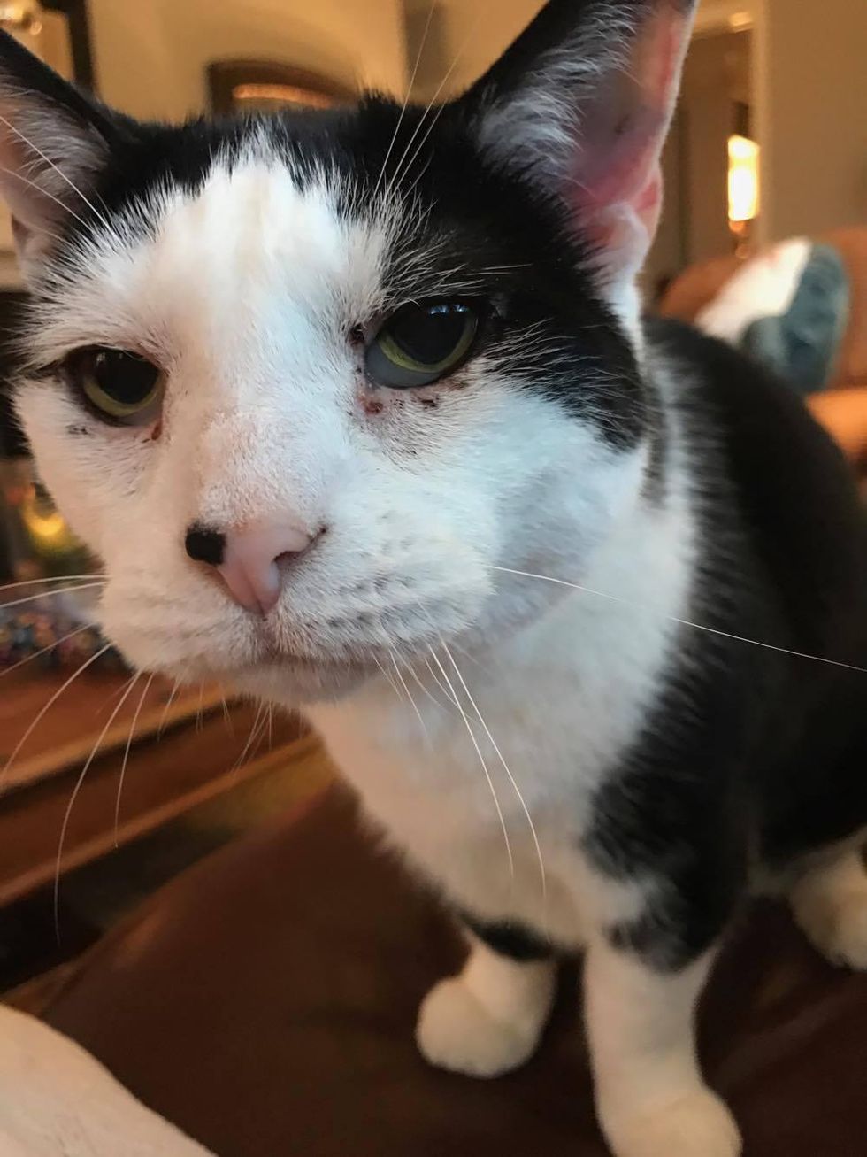 Adopted at 19, Cat Becomes Most Special Prom Date to His Forever Human ...