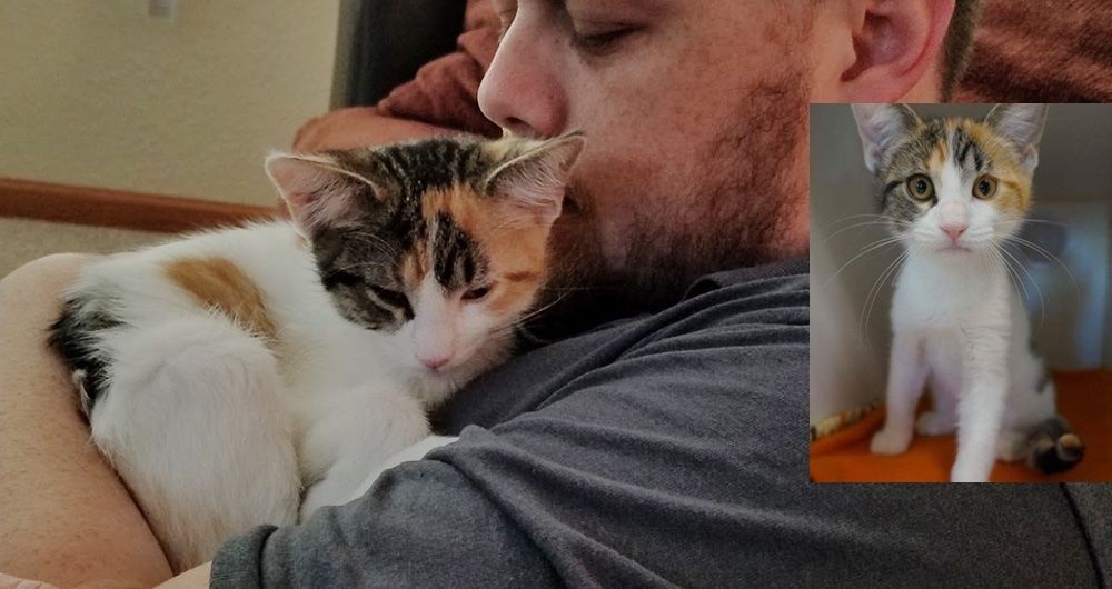 Shelter Kitten Finds New Human Dad She Loves And Won't Let Go... - Love ...
