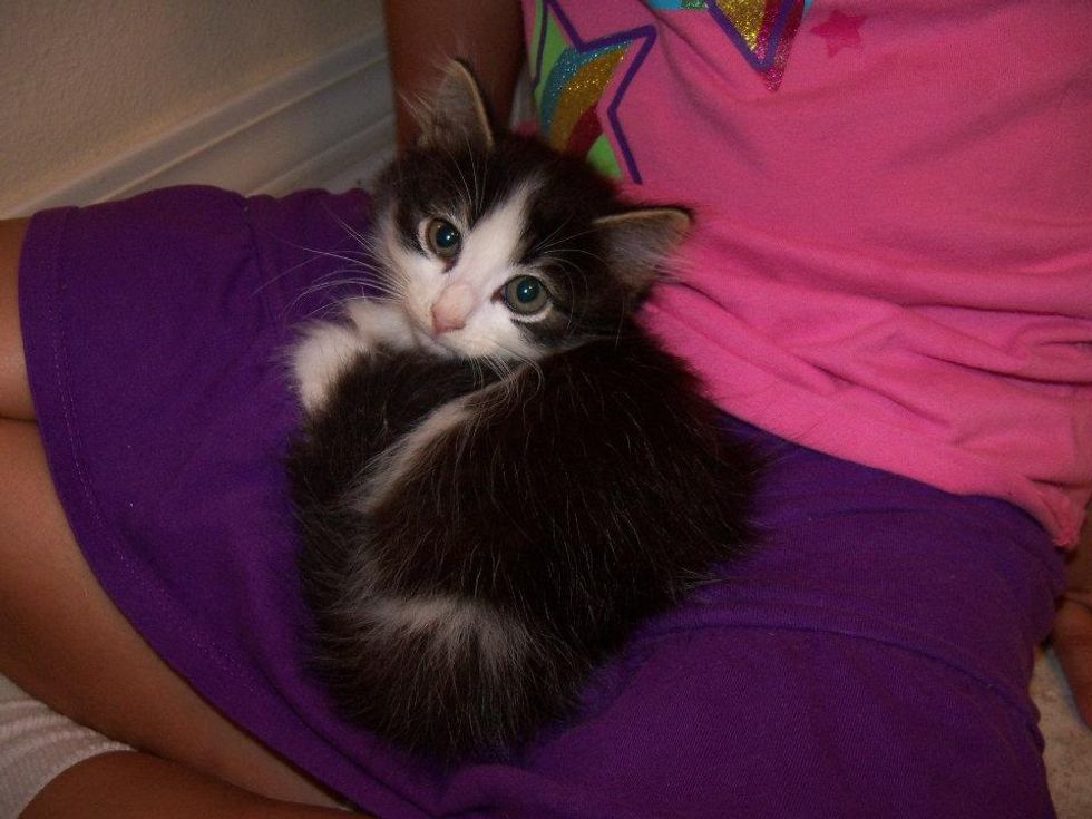 Cat, Who was Born with Two Legs, Uses His Fluffy Tail to Walk and It's ...