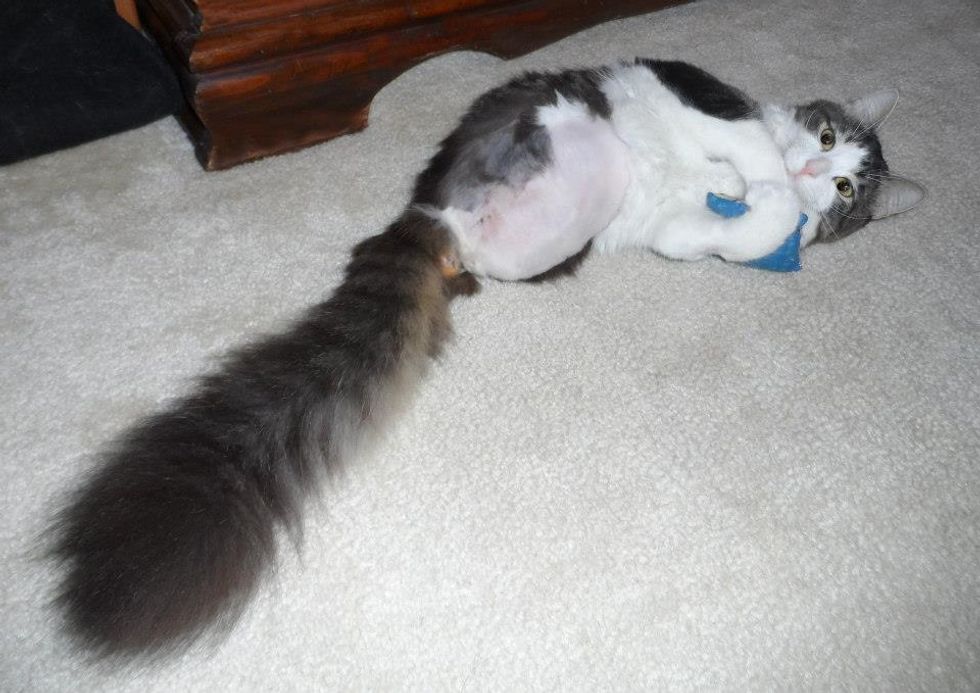 Cat, Who was Born with Two Legs, Uses His Fluffy Tail to Walk and It's ...