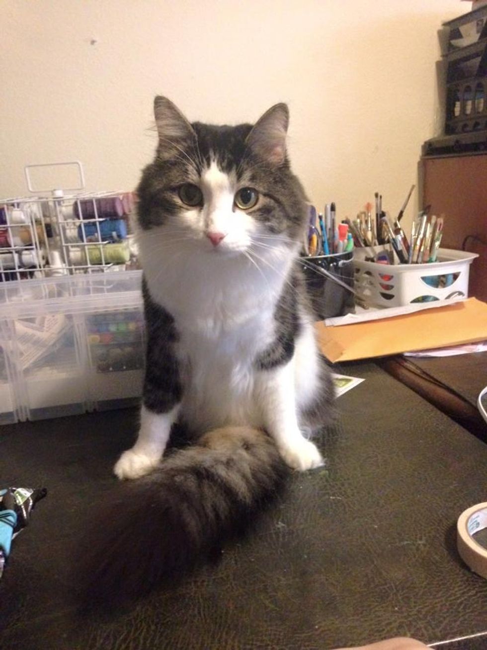 Cat, Who was Born with Two Legs, Uses His Fluffy Tail to Walk and It's ...