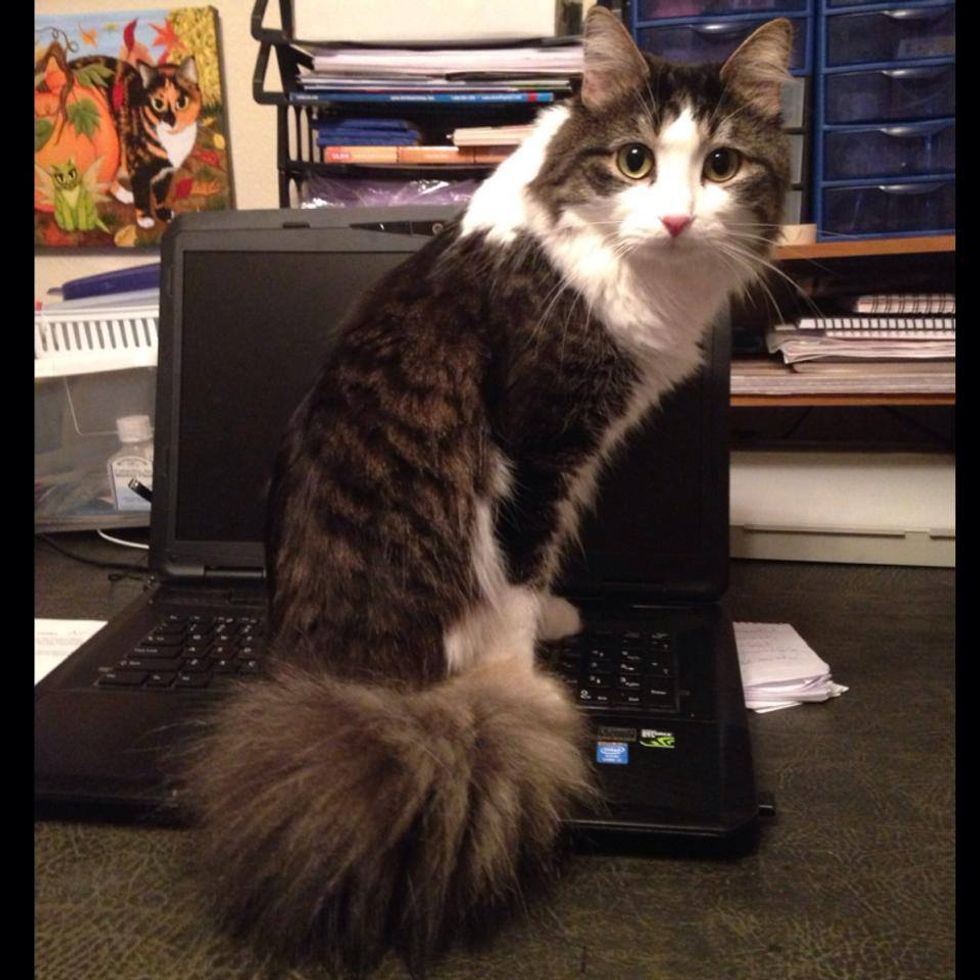 Cat, Who was Born with Two Legs, Uses His Fluffy Tail to Walk and It's ...
