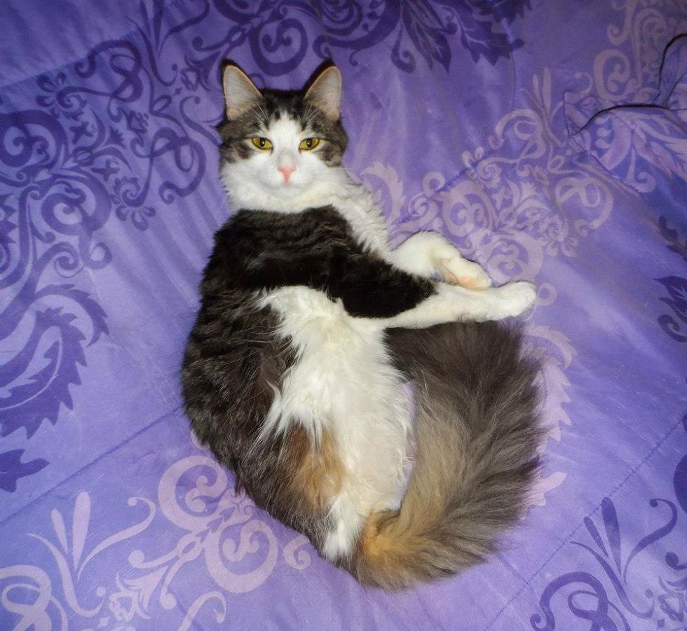 Cat, Who was Born with Two Legs, Uses His Fluffy Tail to Walk and It's ...