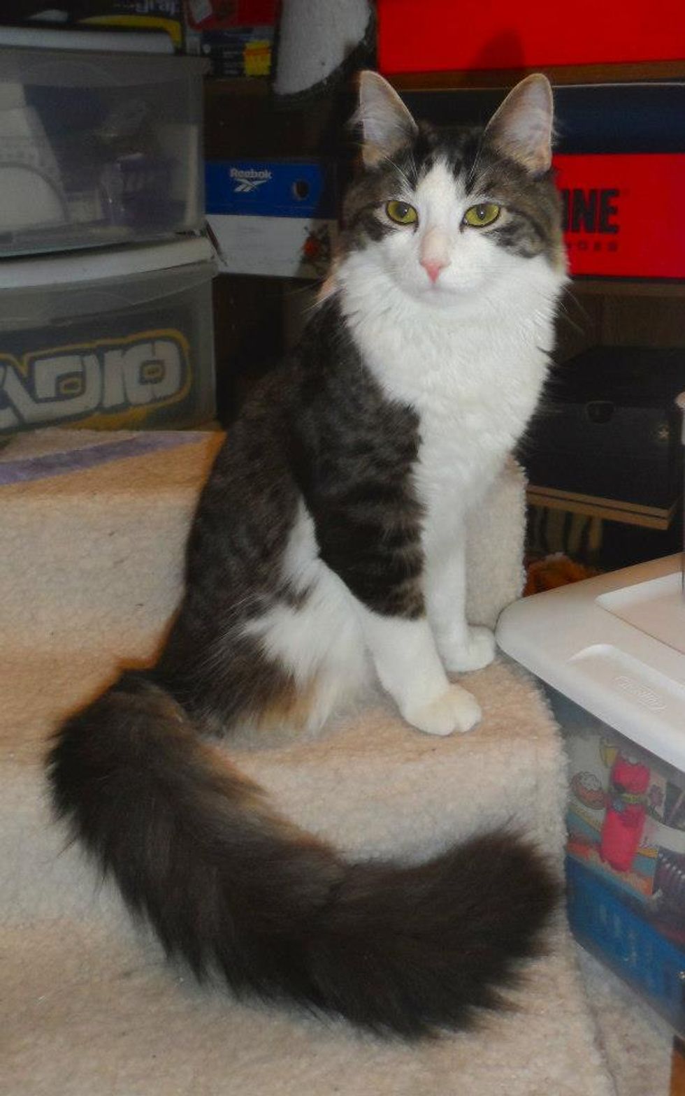 Cat, Who was Born with Two Legs, Uses His Fluffy Tail to Walk and It's ...