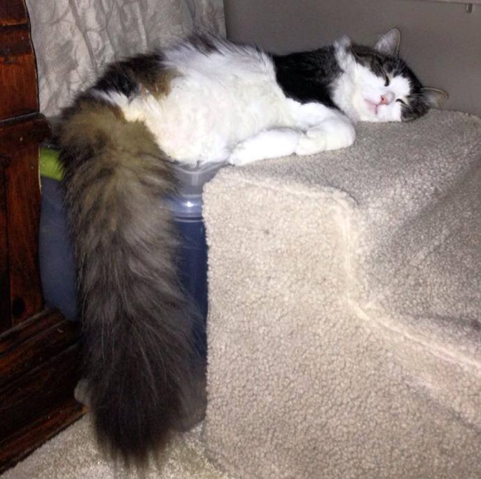 Cat, Who was Born with Two Legs, Uses His Fluffy Tail to Walk and It's ...