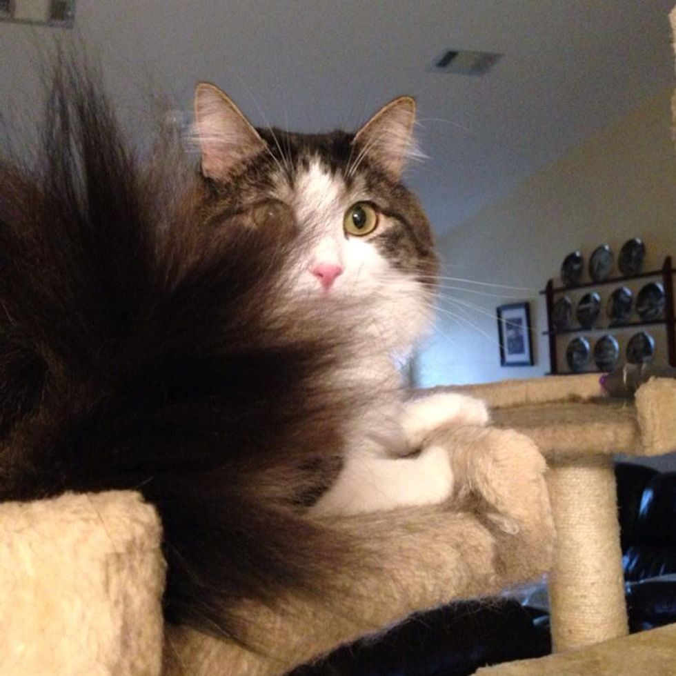 Cat, Who was Born with Two Legs, Uses His Fluffy Tail to Walk and It's ...