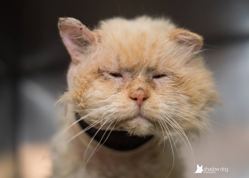 They Save Sad Shelter Cat and Turn His Frown Upside Down with Love ...