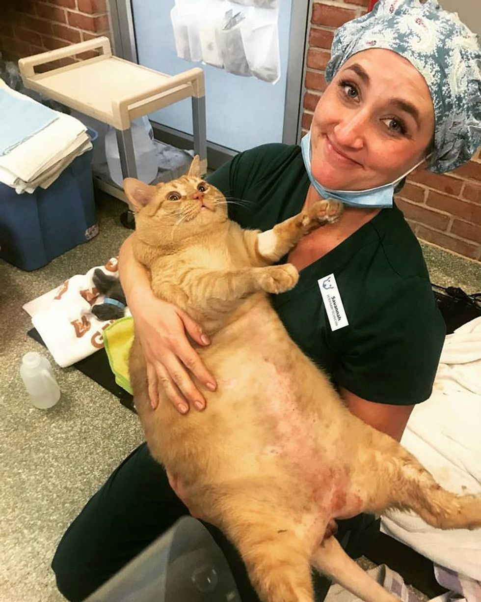 This 35 lb Big Rescue Kitty is Looking for Home to Help Him Slim Down ...