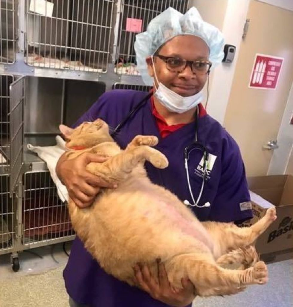 This 35 lb Big Rescue Kitty is Looking for Home to Help Him Slim Down ...