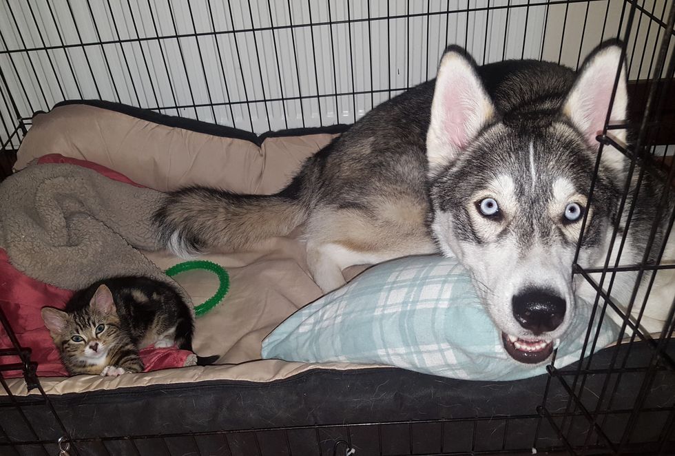 Kitten Helps Anxious Dog Find Comfort, Their Bond will Melt Your Heart ...