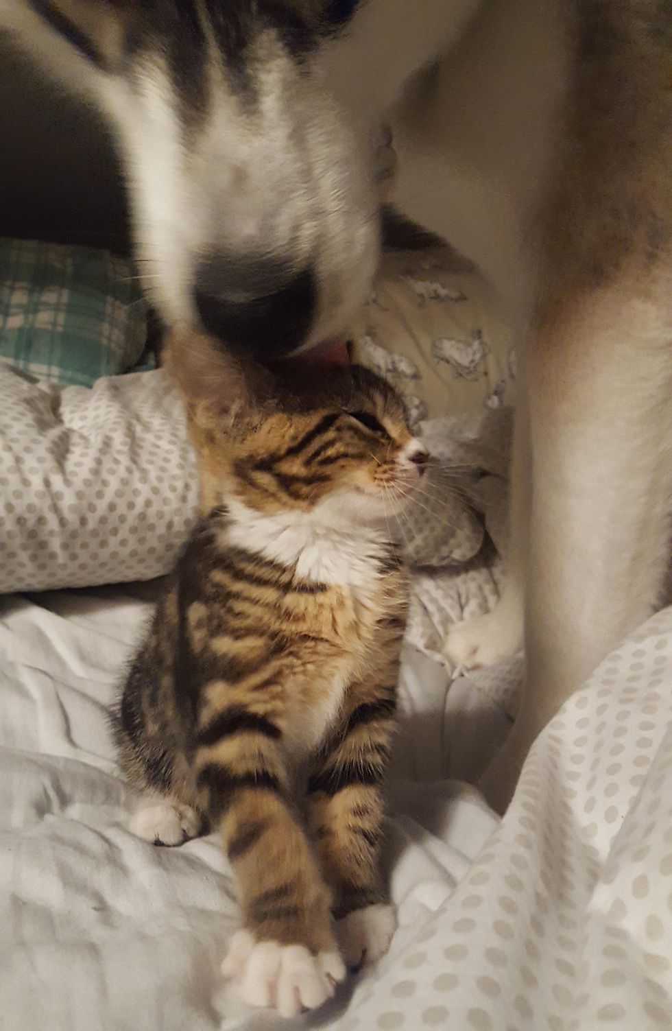 Kitten Helps Anxious Dog Find Comfort, Their Bond will Melt Your Heart ...