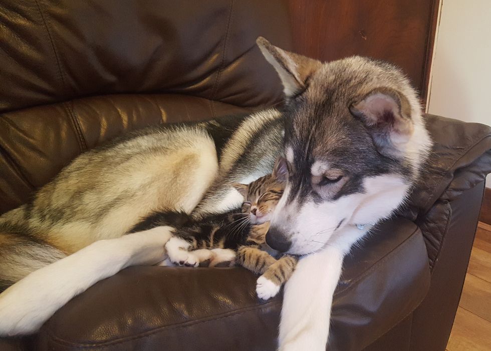 Kitten Helps Anxious Dog Find Comfort, Their Bond will Melt Your Heart ...