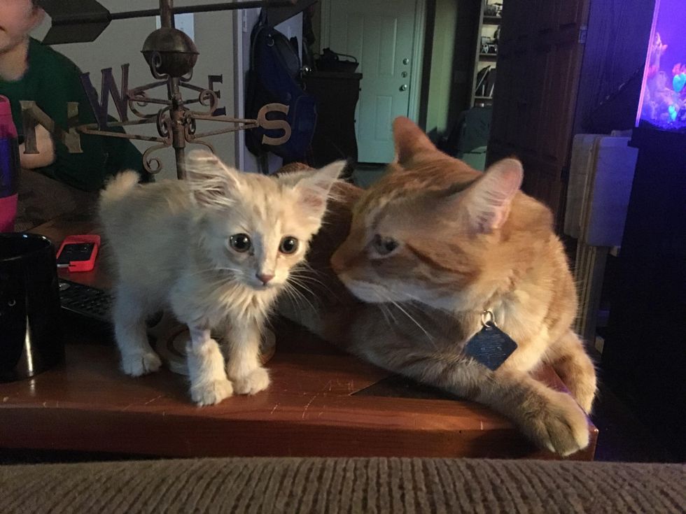 Kitten Found in Box with a Note Finds Love from People That Saved Him ...