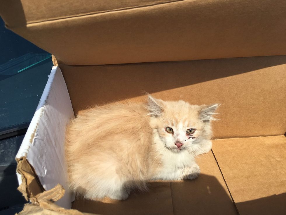 Kitten Found on Golden Gate Bridge Clings to His Rescuer After Being ...