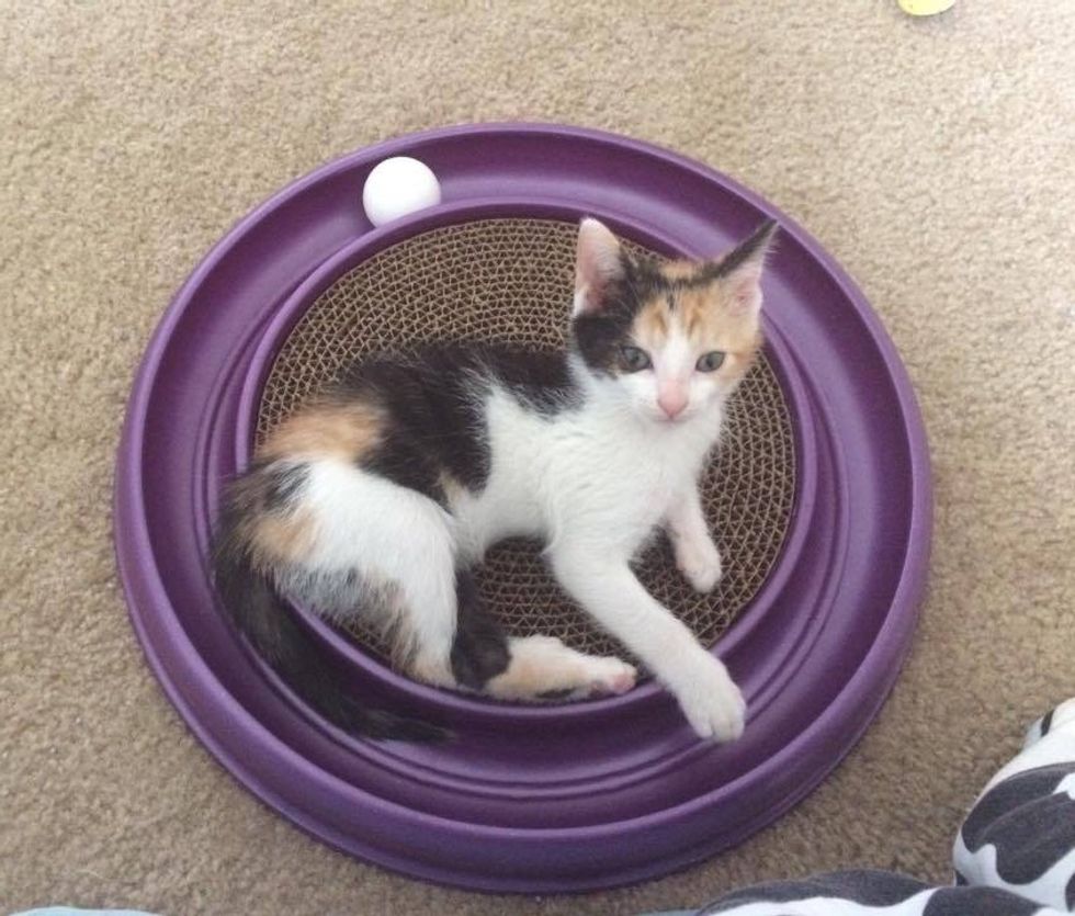 Mama Cat Surprises Rescuers What a Rare Calico Her Baby is.. - Love Meow