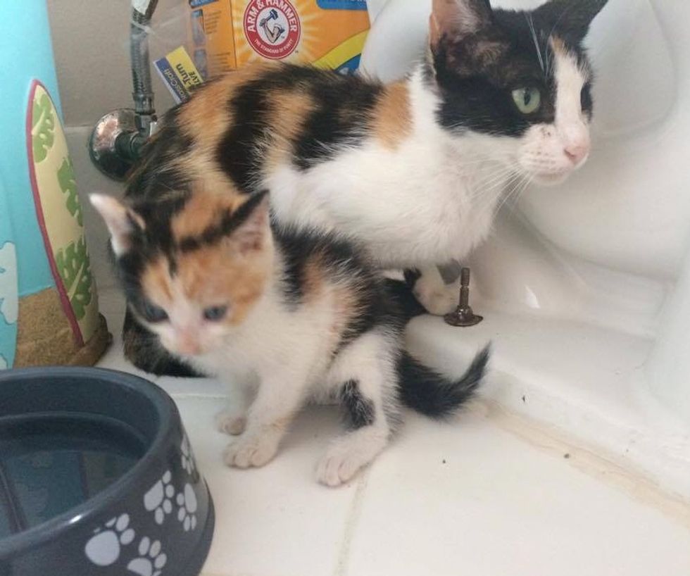 Mama Cat Surprises Rescuers What a Rare Calico Her Baby is.. - Love Meow