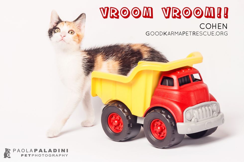 Mama Cat Surprises Rescuers What a Rare Calico Her Baby is.. - Love Meow