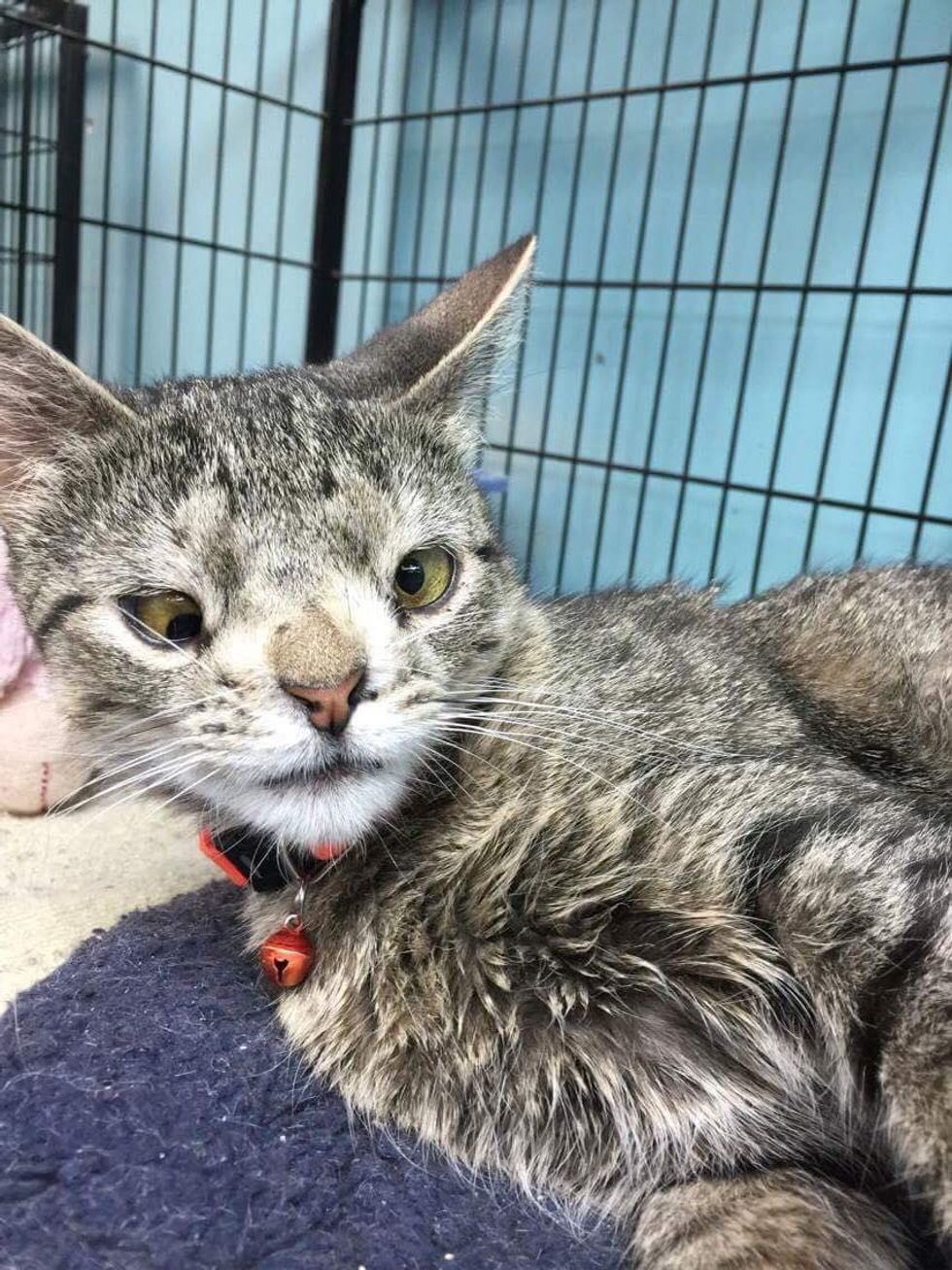 Special Cat Who Can't See Very Well, Feels Love and Can't Get Enough of ...