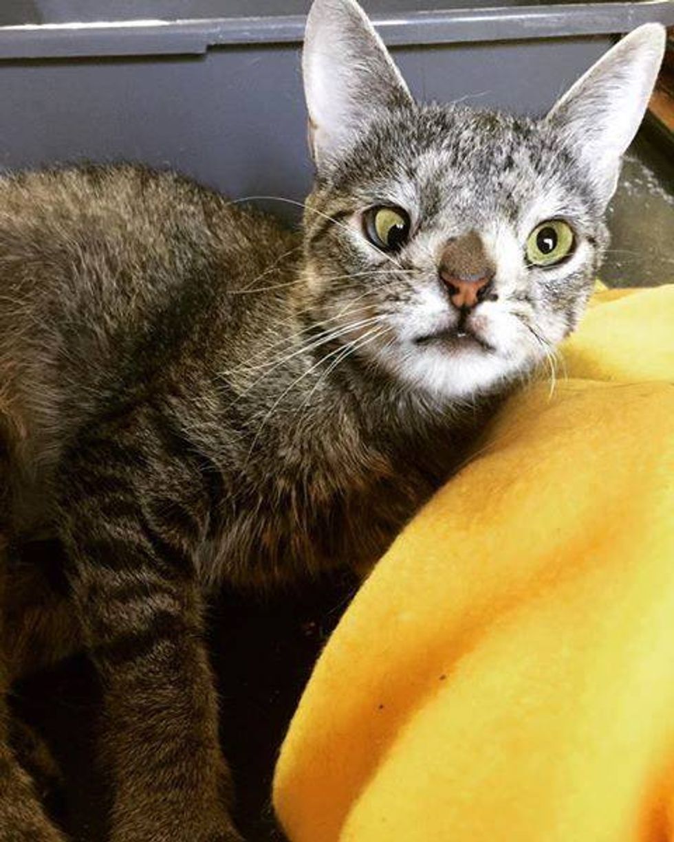 Special Cat Who Can't See Very Well, Feels Love and Can't Get Enough of ...