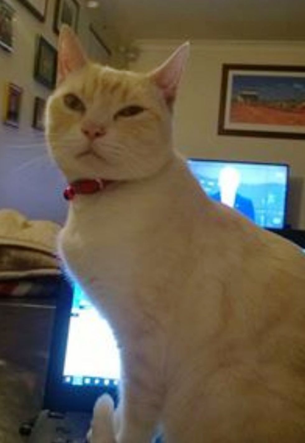 Shelter Cat Finds Unique Way to Get Himself Adopted After No One ...