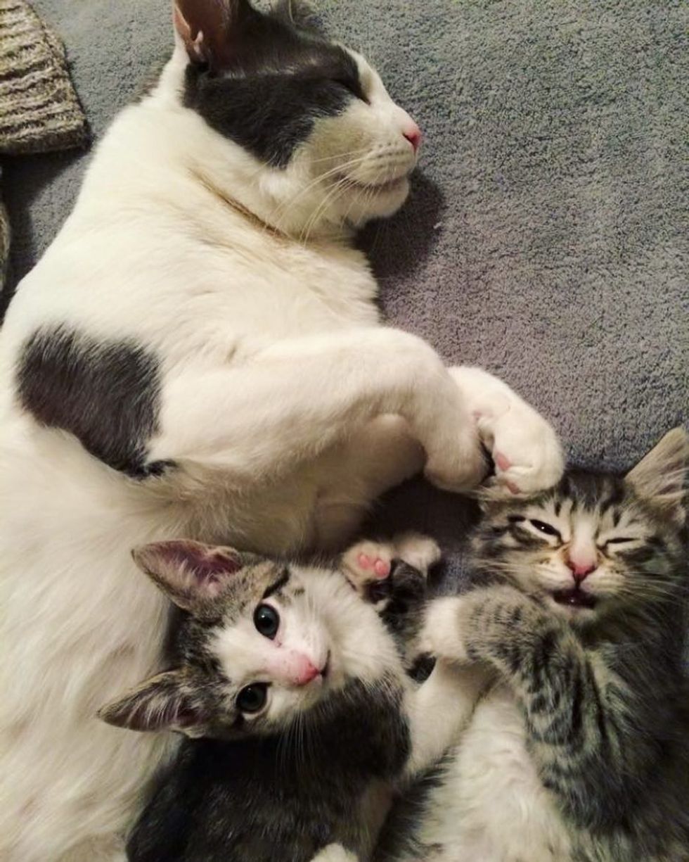 Male Cat Saved Over 25 Kitties and Raised Them As His Own... - Love Meow