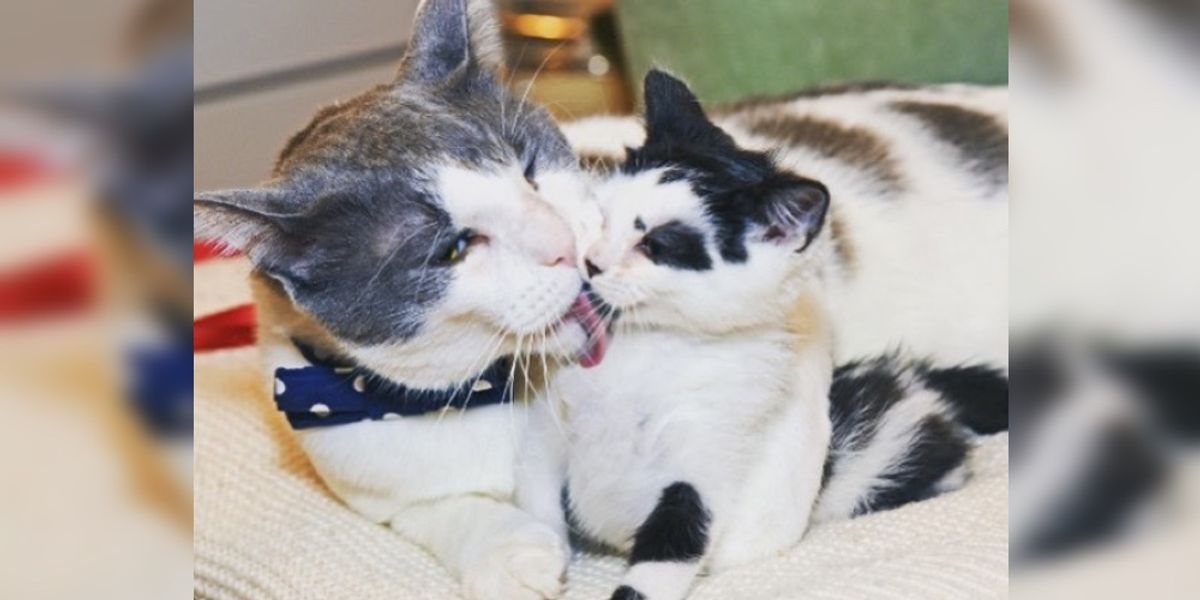 Male Cat Saved Over 25 Kitties and Raised Them As His Own... - Love Meow