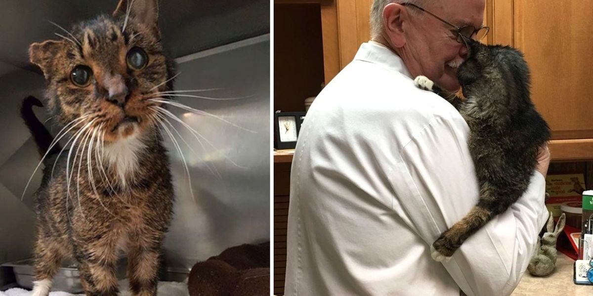 15-year-old Scraggly Shelter Cat Found Humans He'd Been Waiting for All ...