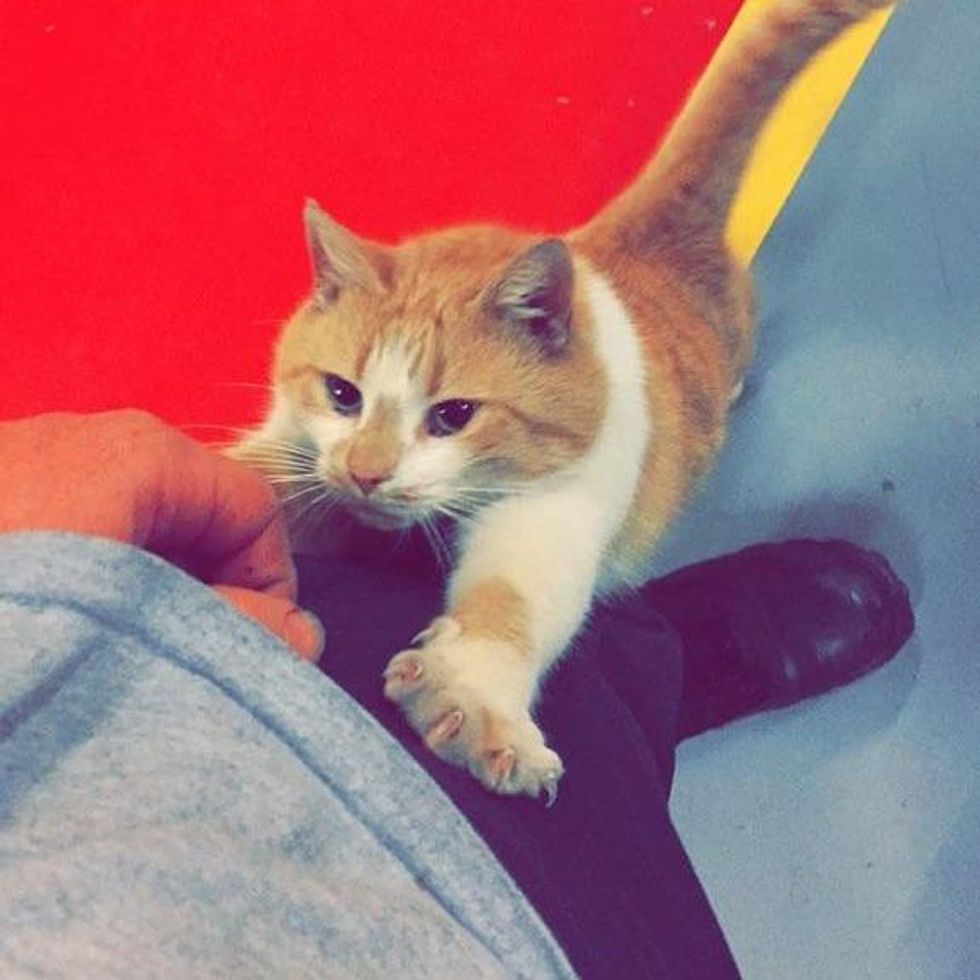 Stray Cat Saunters Into Firehouse and Decides the Crew Will Be His ...