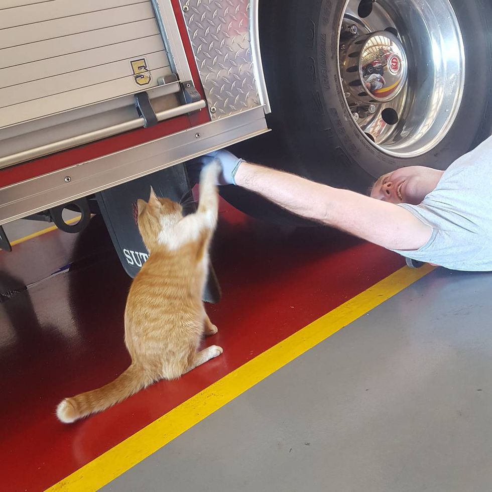 Stray Cat Saunters Into Firehouse and Decides the Crew Will Be His ...