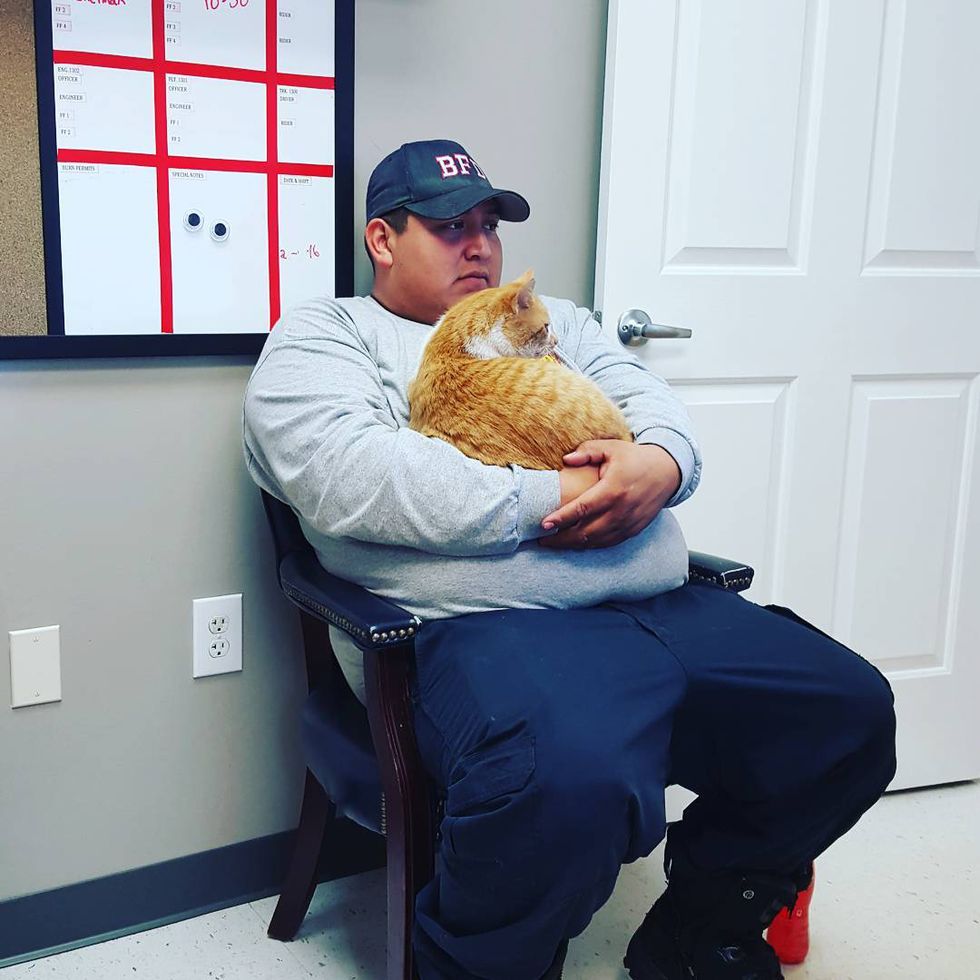 Stray Cat Saunters Into Firehouse and Decides the Crew Will Be His ...